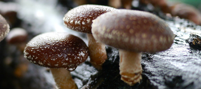 SHIITAKE: propiedades, beneficios, efectos, contraindicaciones