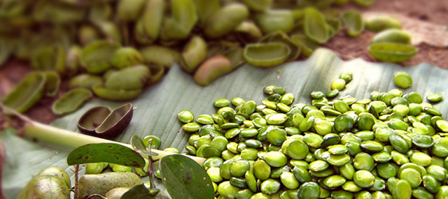 Griffonia Simplicifolia: propiedades, beneficios, efectos