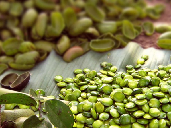 Griffonia Simplicifolia: propiedades, beneficios, efectos