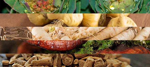 Plantas adaptógenas - TopplanT