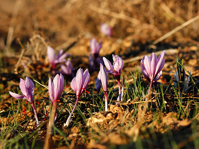 AZAFRÁN: propiedades, beneficios, dónde comprar- TopplanT