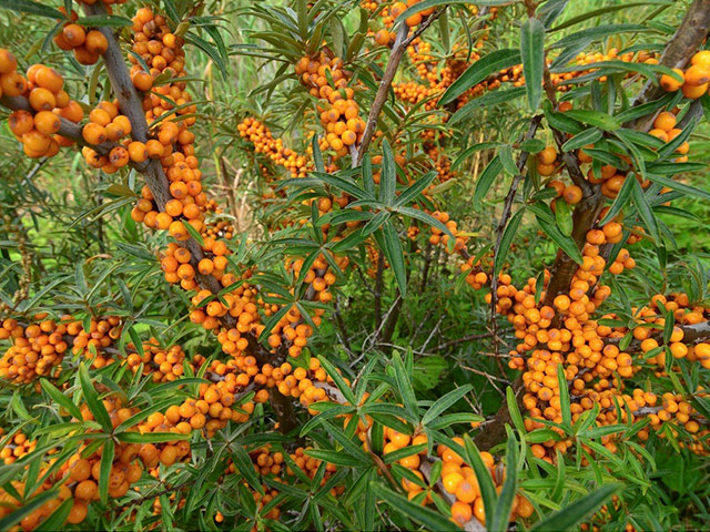 ESPINO AMARILLO: propiedades, contraindicaciones, dosis