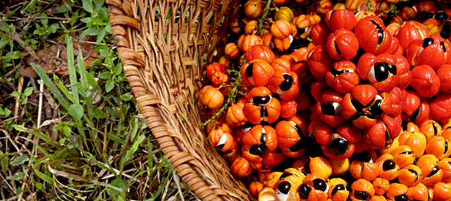 GUARANA: propiedades, contraindicaciones, beneficios, efectos