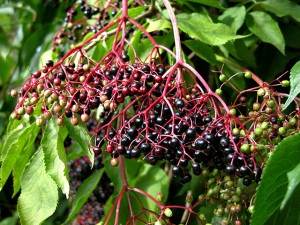 SAUCO: propiedades, beneficios, contraindicaciones, efectos