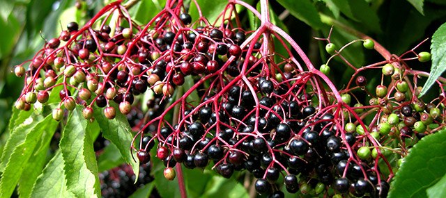 SAUCO: propiedades, beneficios, contraindicaciones, efectos