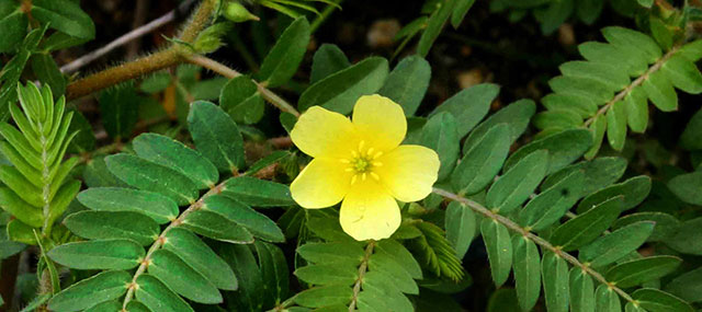 Tribulus Terrestris: propiedades, dosis, efectos secundarios, comprar