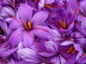 Azafrán: propiedades, beneficios, dónde comprar | TopplanT