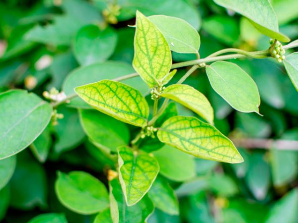 GYMNEMA: propiedades, beneficios, efectos