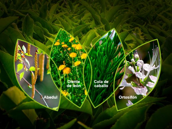 Las 4 Plantas Diuréticas para adelgazar | TopplanT