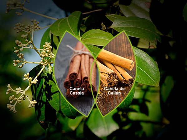 Tipos de Canela y cuál consumir para tu salud | TopplanT